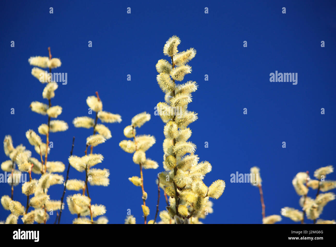 Flowering catkin bush with blue sky Stock Photo - Alamy