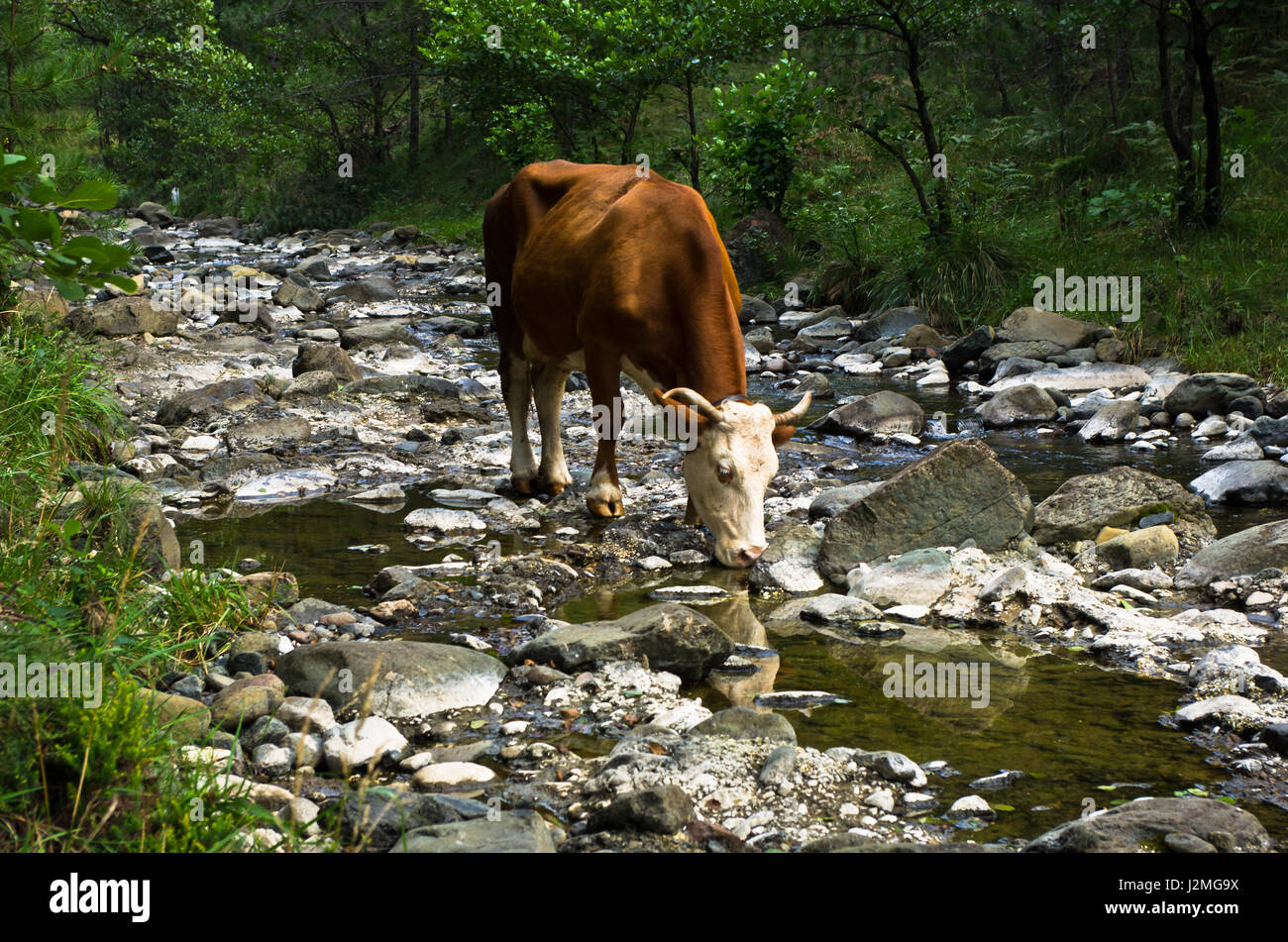 Farm animal drinking water hi-res stock photography and images - Alamy