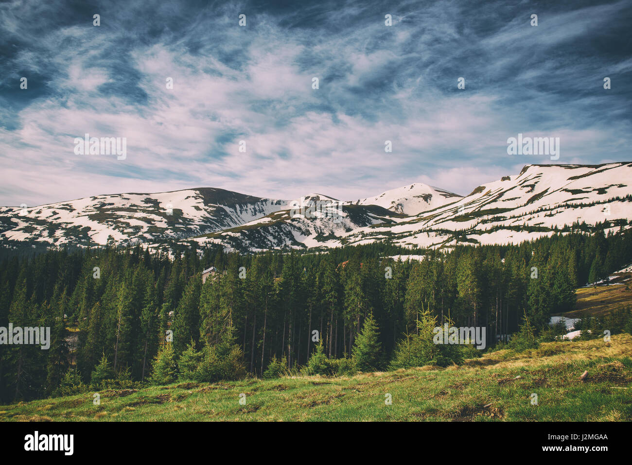 Spring mountain landscape with snow and fir forest. Dramatic clouds ...