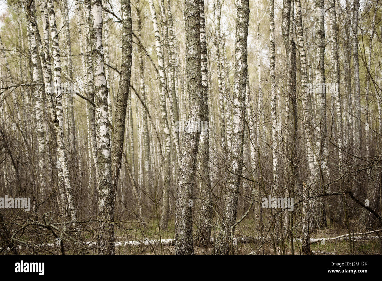 Dark moody forest with birch trees, natural outdoor vintage background ...