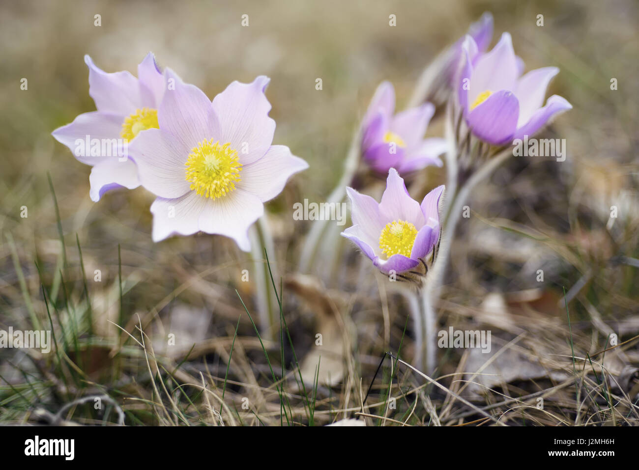Pasque-flower growing in nature, macro spring floral vintage background ...