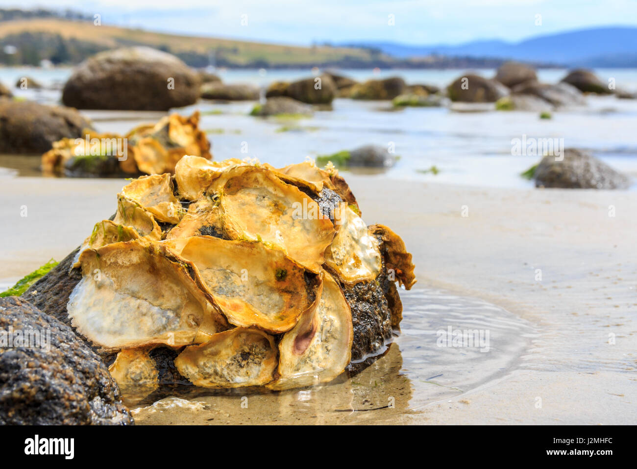 empty wild oyster shells on rocks in Tasmania's D'Entrecasteaux Channel ...