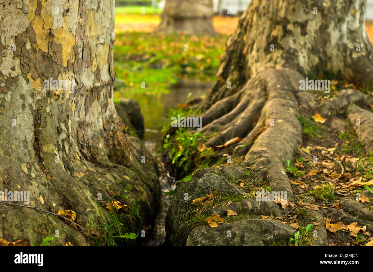 Small water stream between two big trees in Topcider park, Belgrade ...