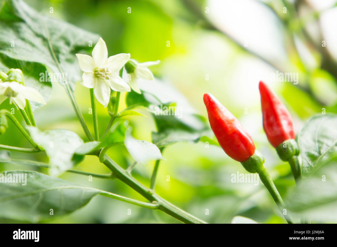 Chili tree in the garden Stock Photo - Alamy
