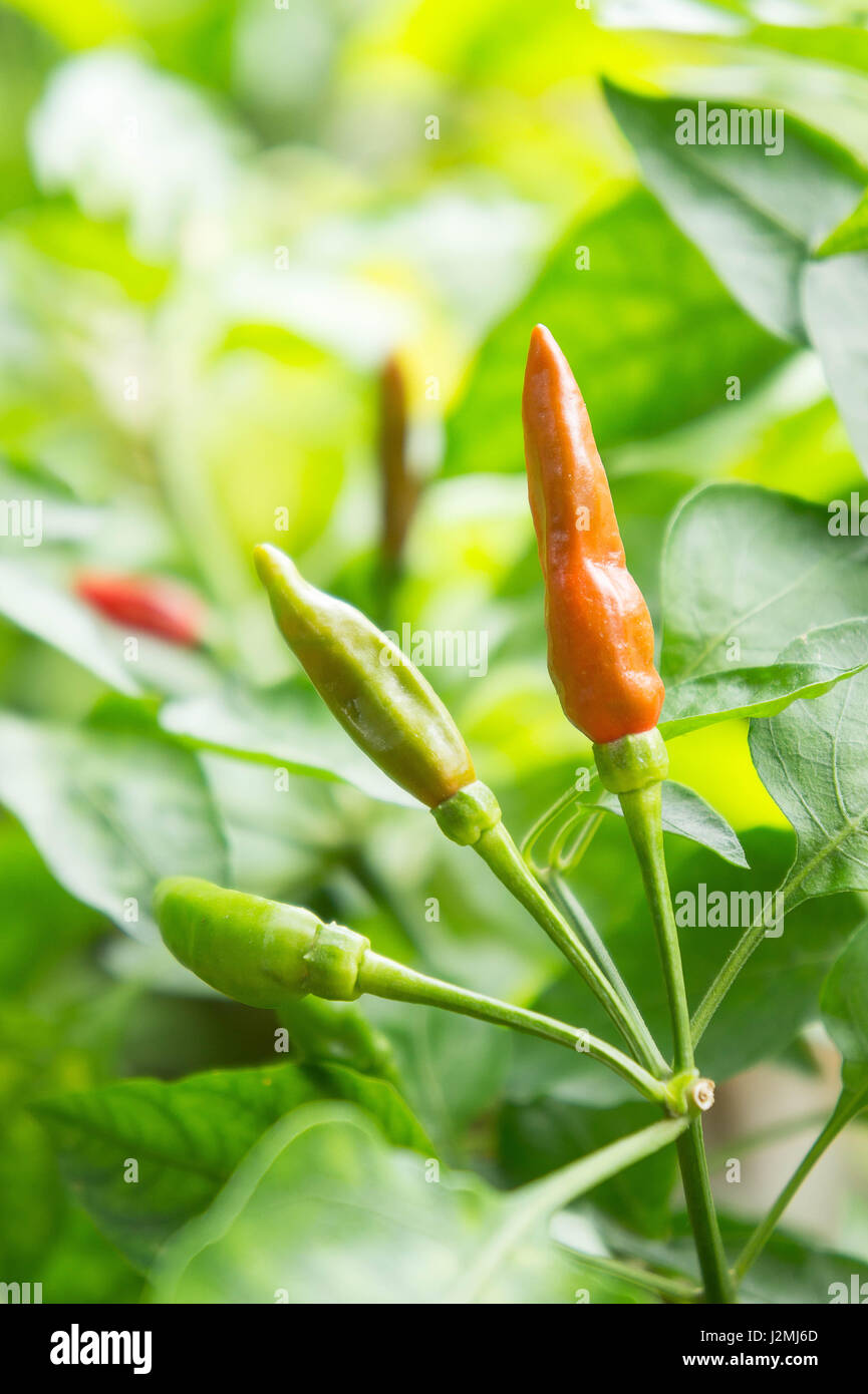 Chili tree in the garden Stock Photo - Alamy