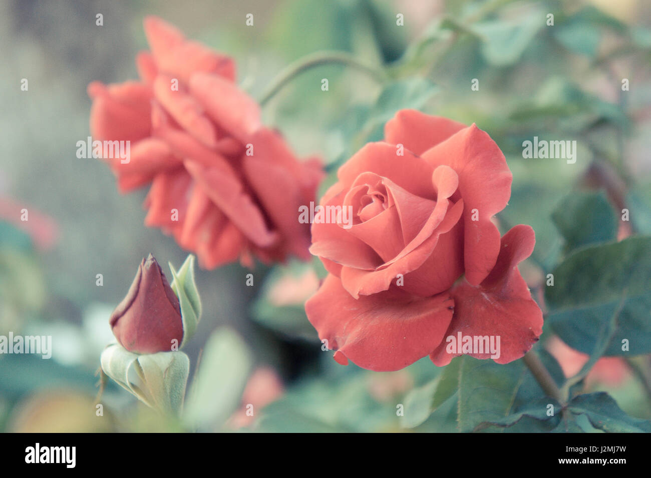 red rose flowers in the garden , colorful rose Stock Photo - Alamy