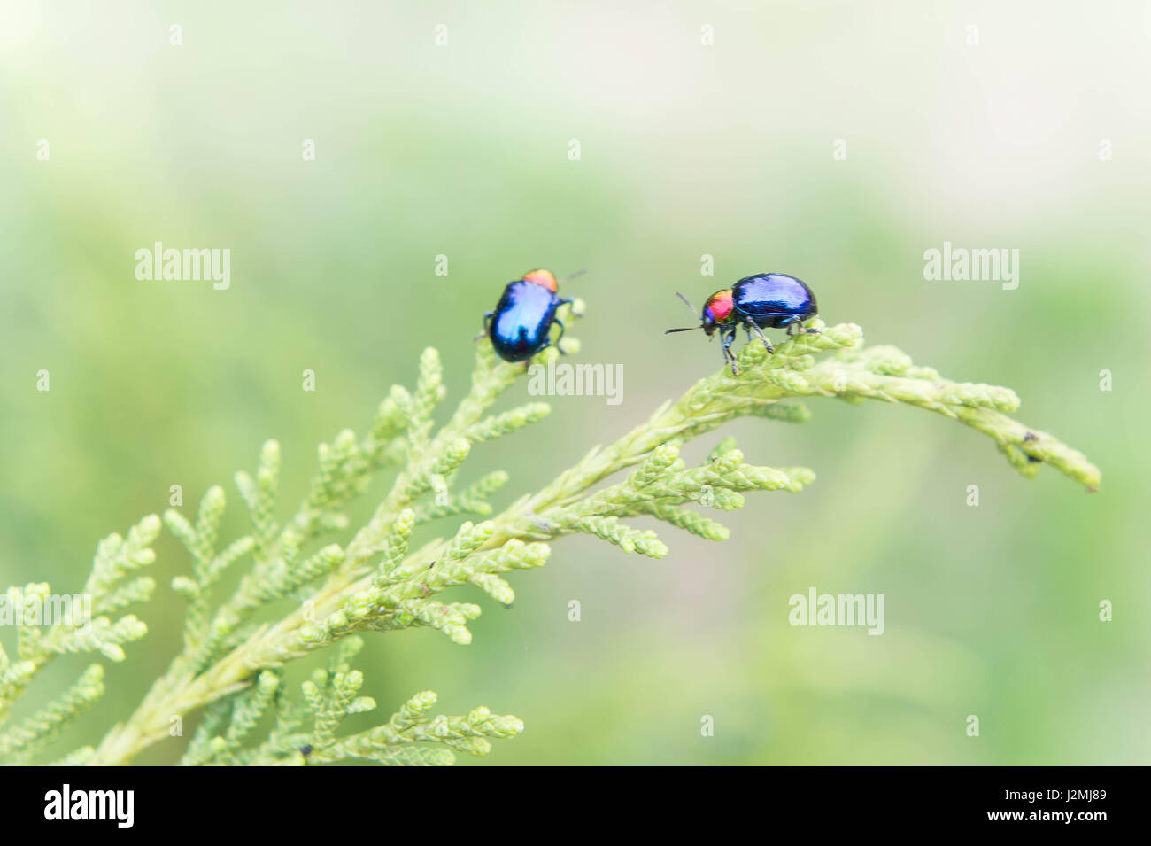 ladybugs in ourdoors , Insect on the tree Stock Photo - Alamy