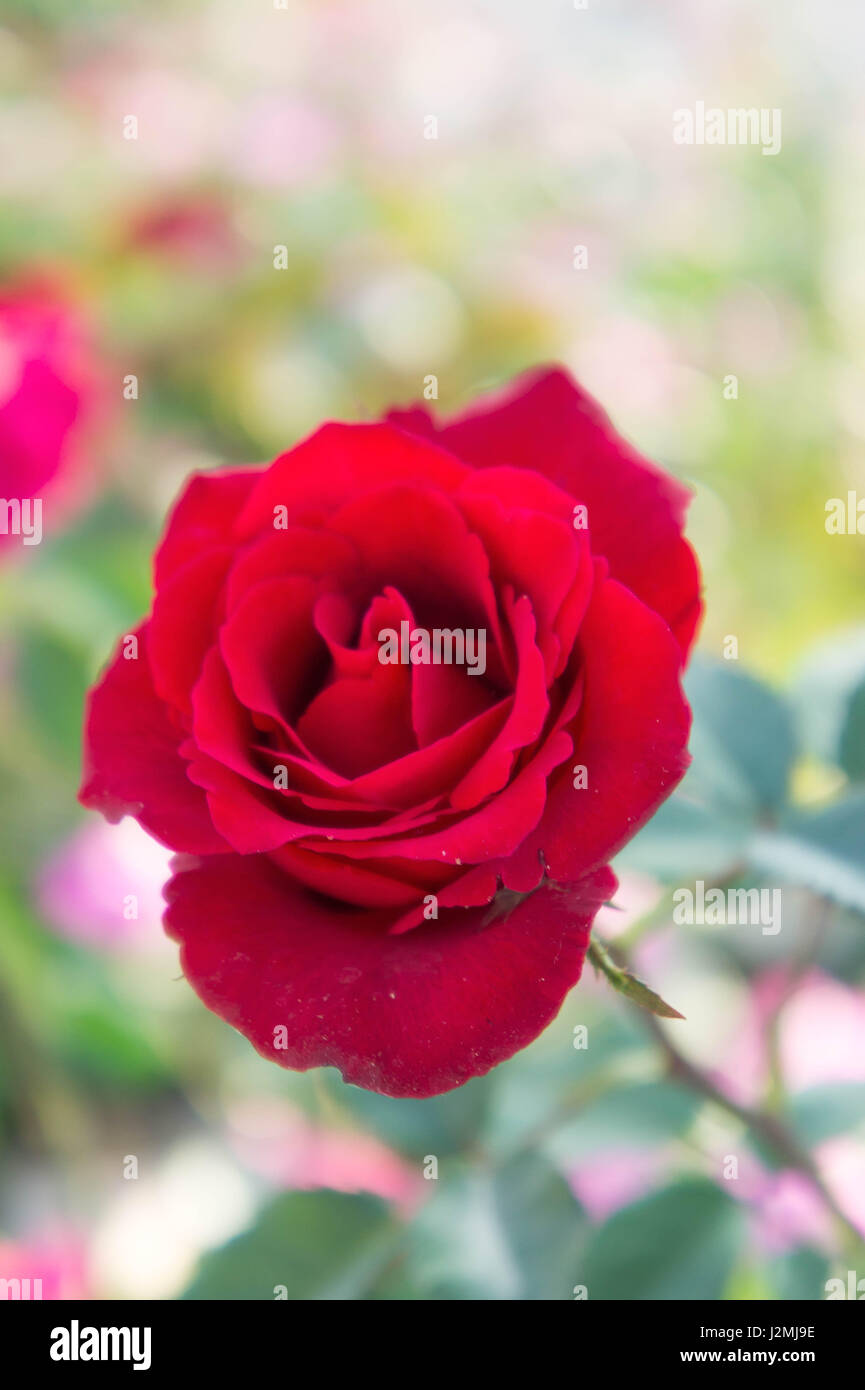 red rose flowers in the garden , colorful rose Stock Photo - Alamy