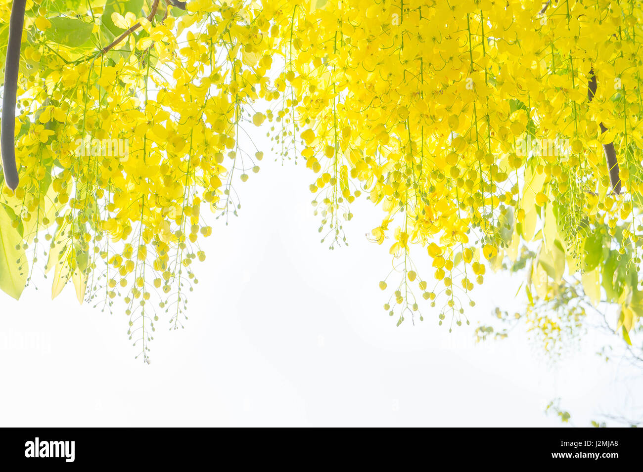 Cassia fistula flowers, Golden shower flowers , Yellow flowers summer in thailand Stock Photo ...