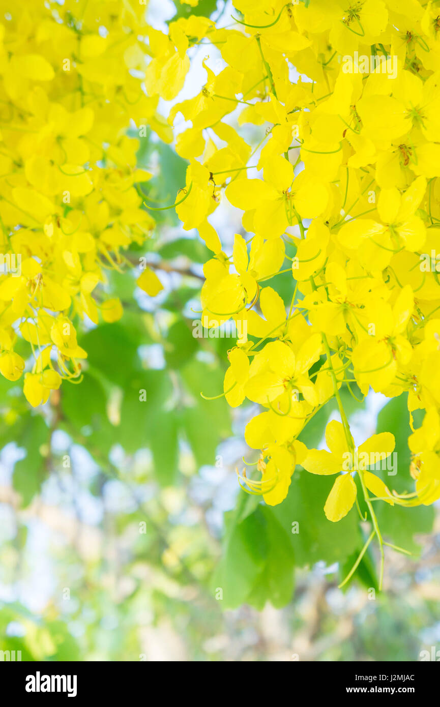Cassia fistula flowers, Golden shower flowers , Yellow flowers summer in thailand Stock Photo ...