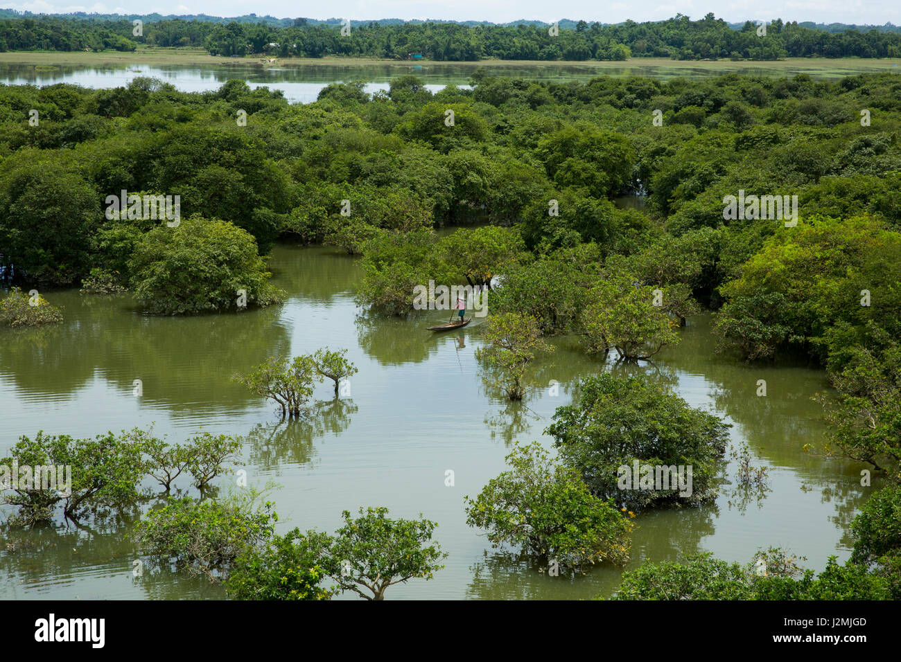 Aerial view of the Ratargul fresh water swamp forest. It is a very ...