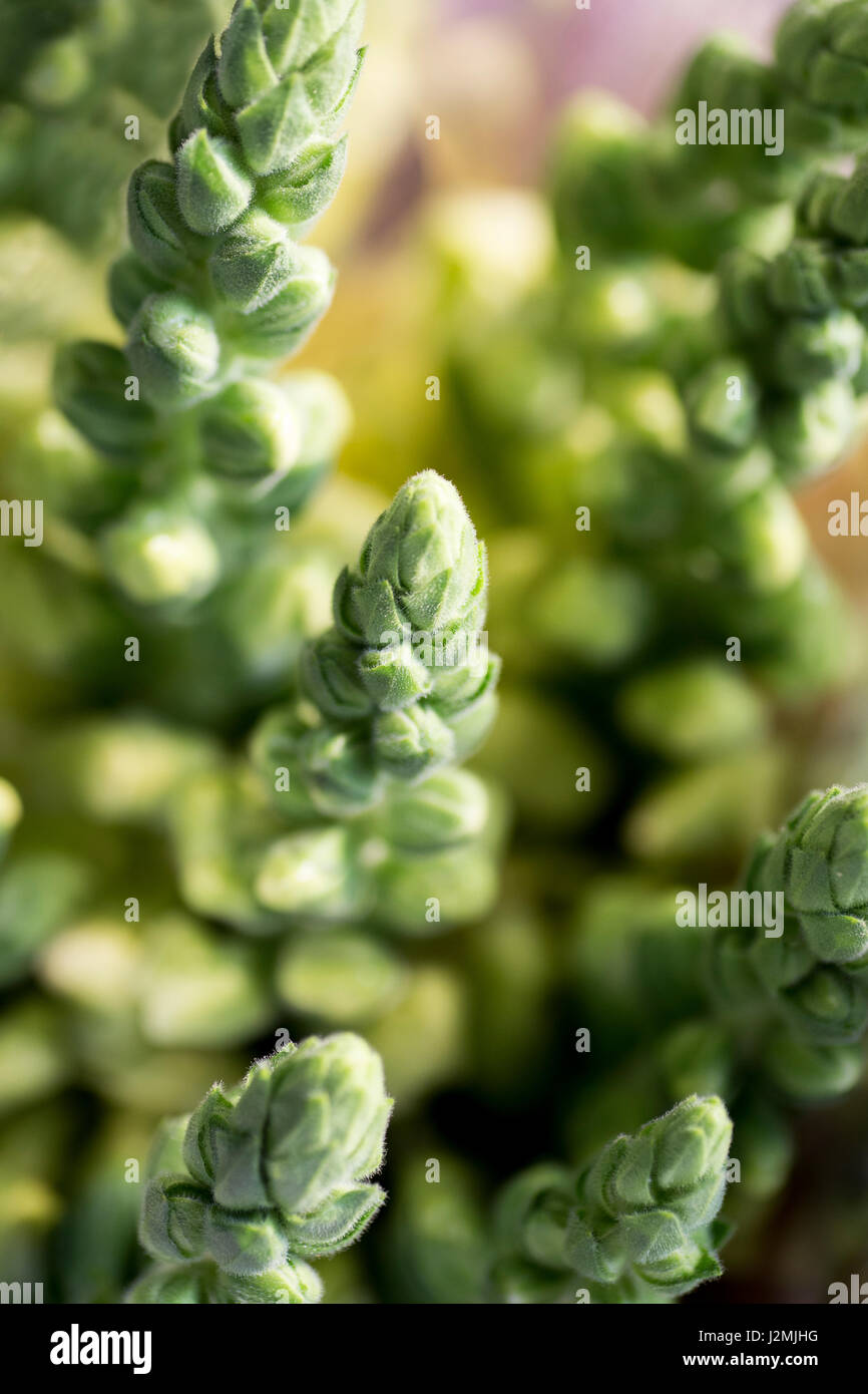 High resolution Green flowers Background Texture Stock Photo - Alamy