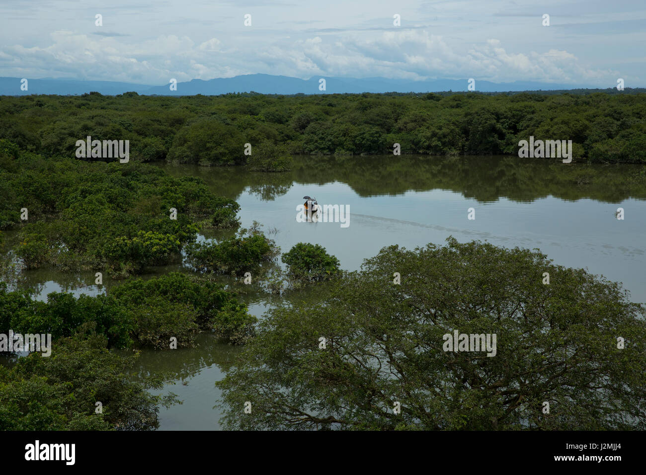 Ratargul swamp forest hi-res stock photography and images - Alamy