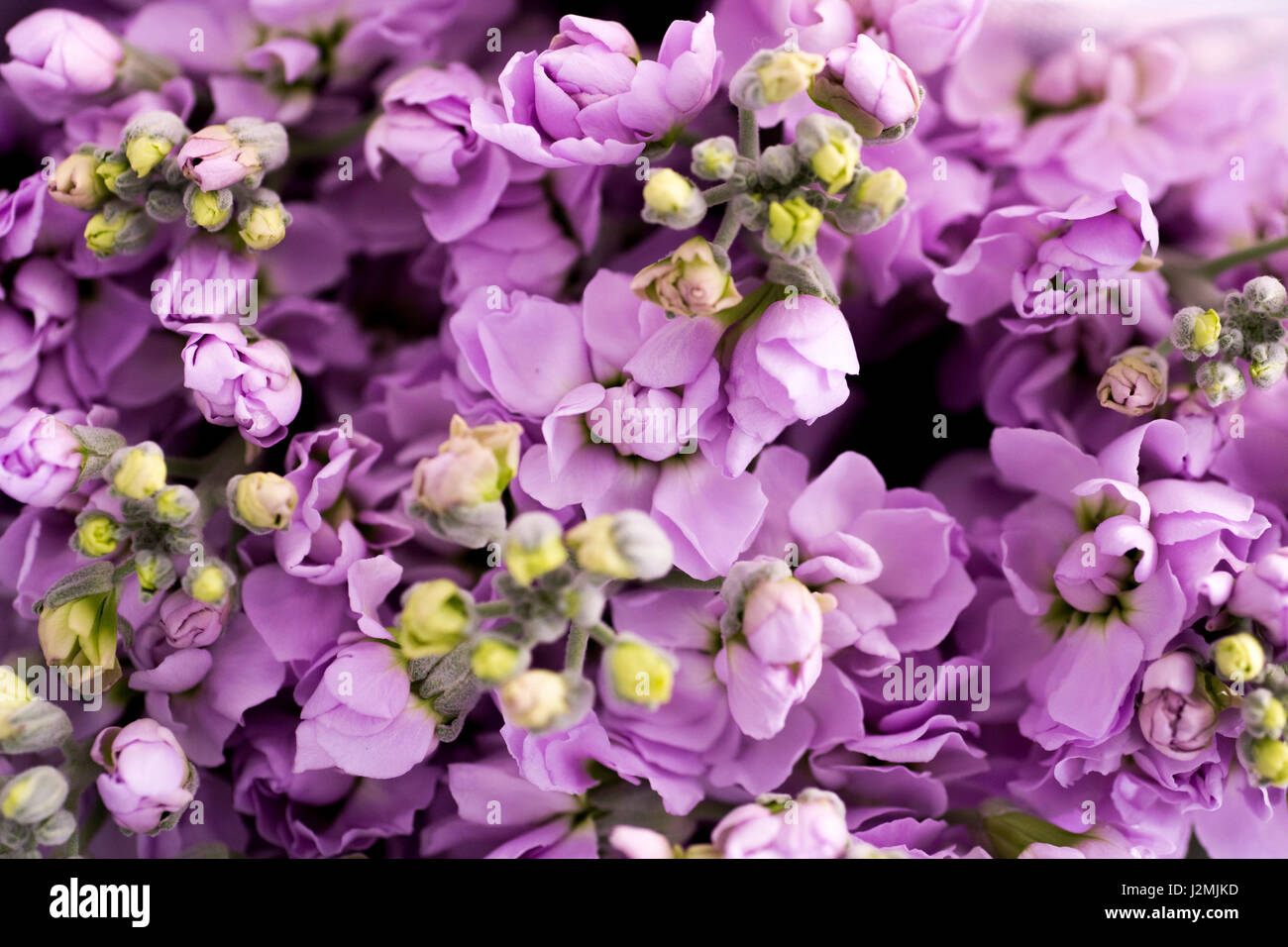 Purple flowers background or textures Stock Photo - Alamy