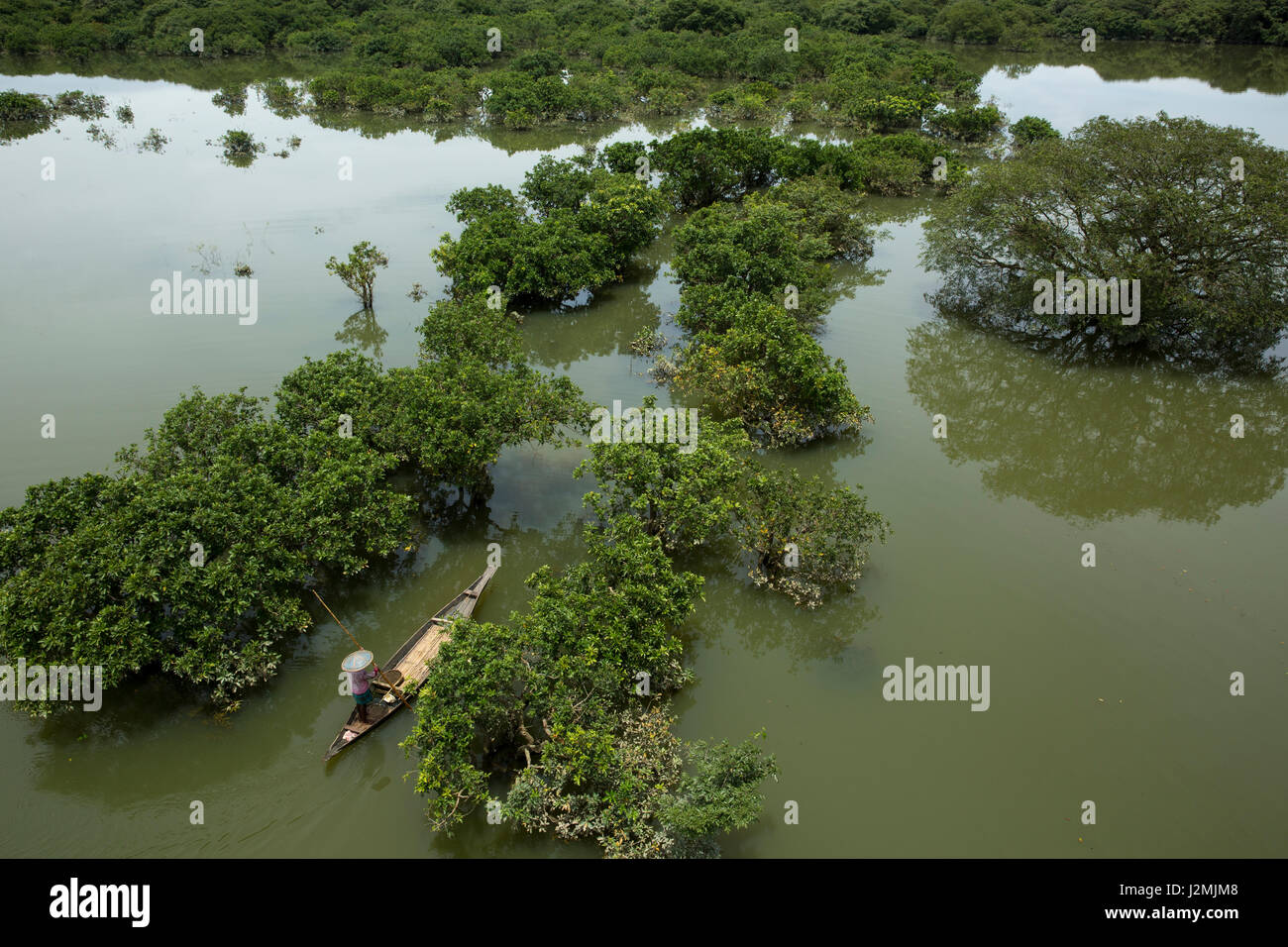 Aerial view of the Ratargul fresh water swamp forest. It is a very ...