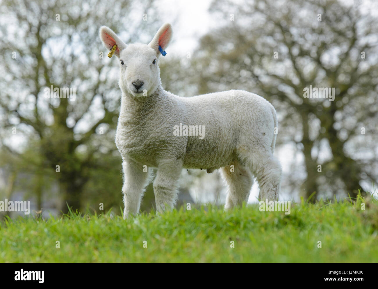 Baby Cheviot Sheep
