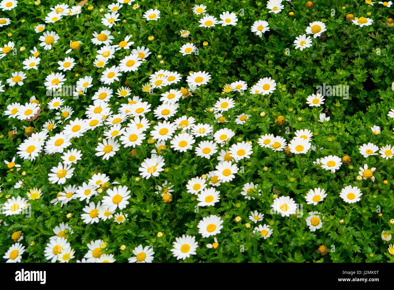 Daisy flower field in top view of meadow Stock Photo - Alamy
