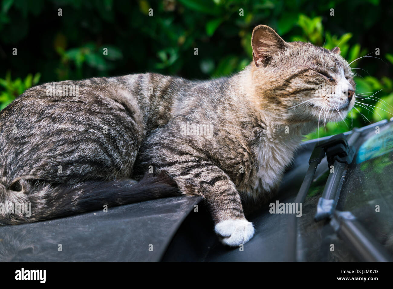 A lazy brown striped cat laying down on the car windshield Stock Photo ...