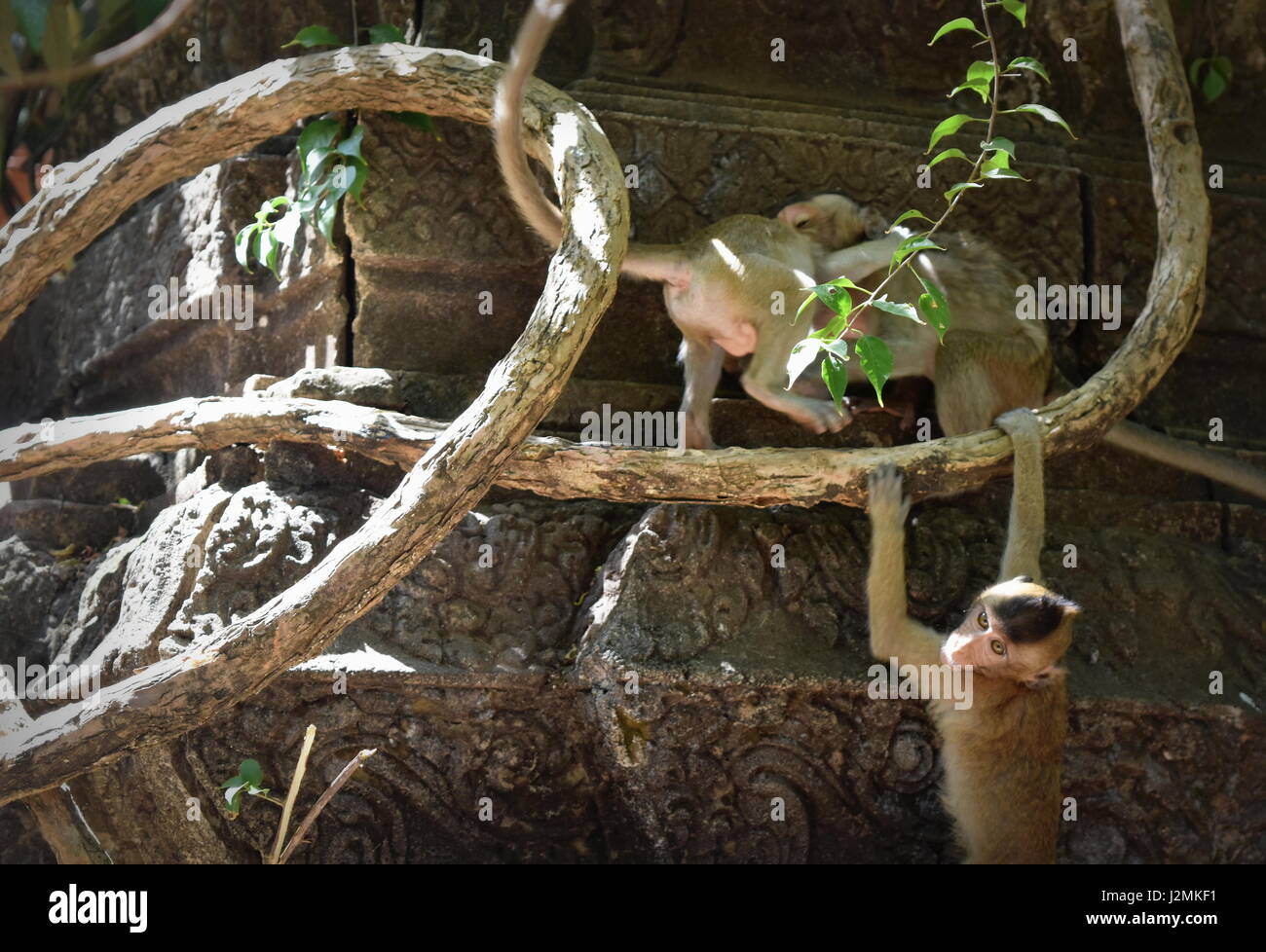 Monkeys play and hang from roots by mysterious ancient stone buildings ...