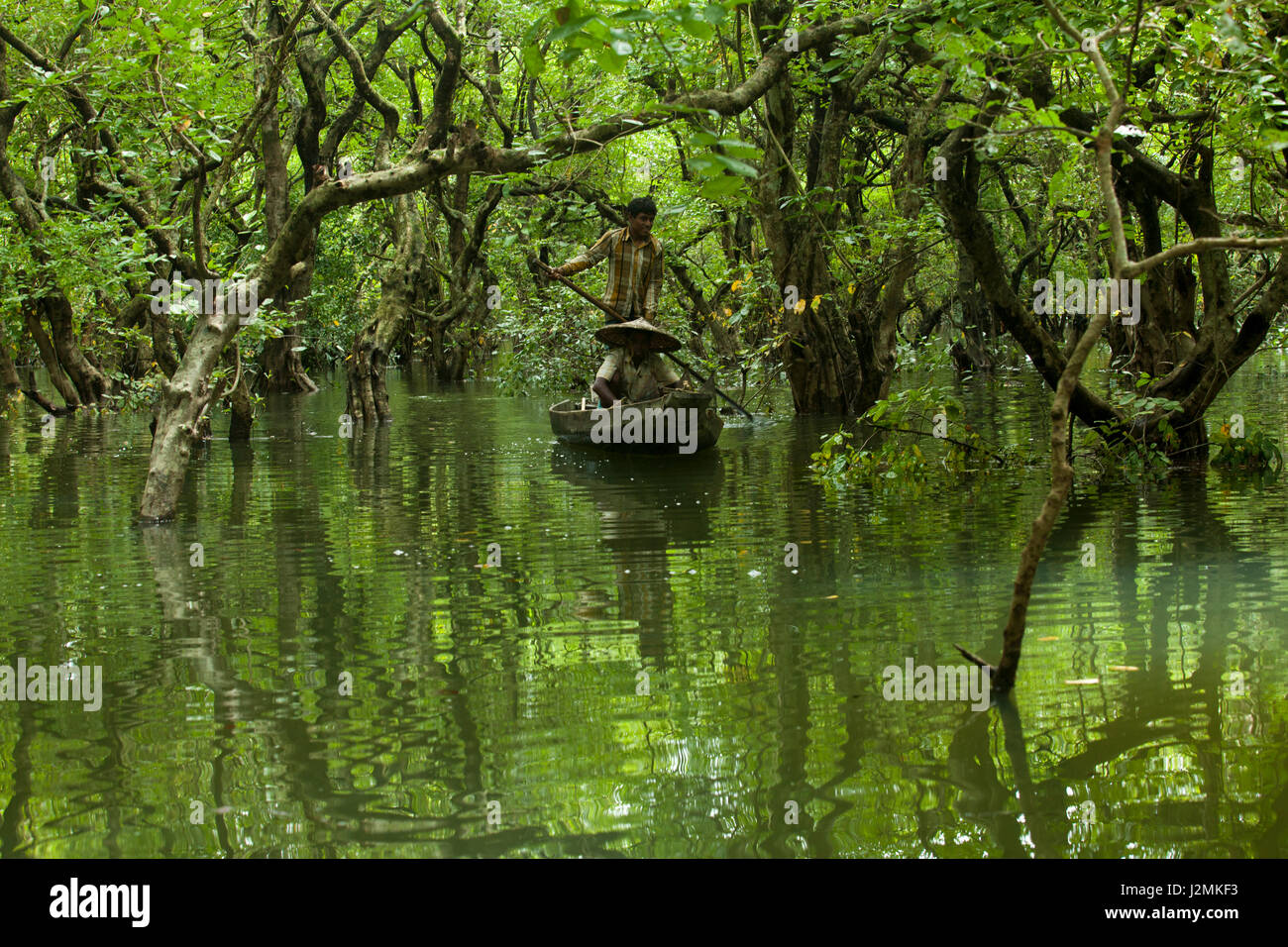 Ratargul fresh water swamp forest. It is a very interesting and ...