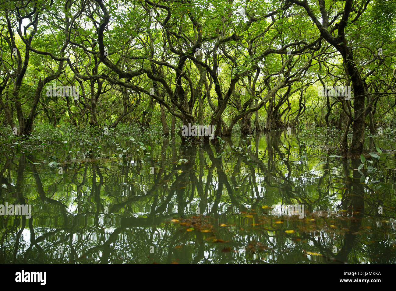 Ratargul fresh water swamp forest. It is a very interesting and ...