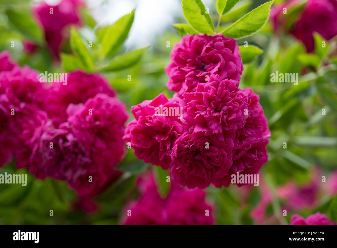 Climbing Pink Rose in the Garden Stock Photo - Alamy