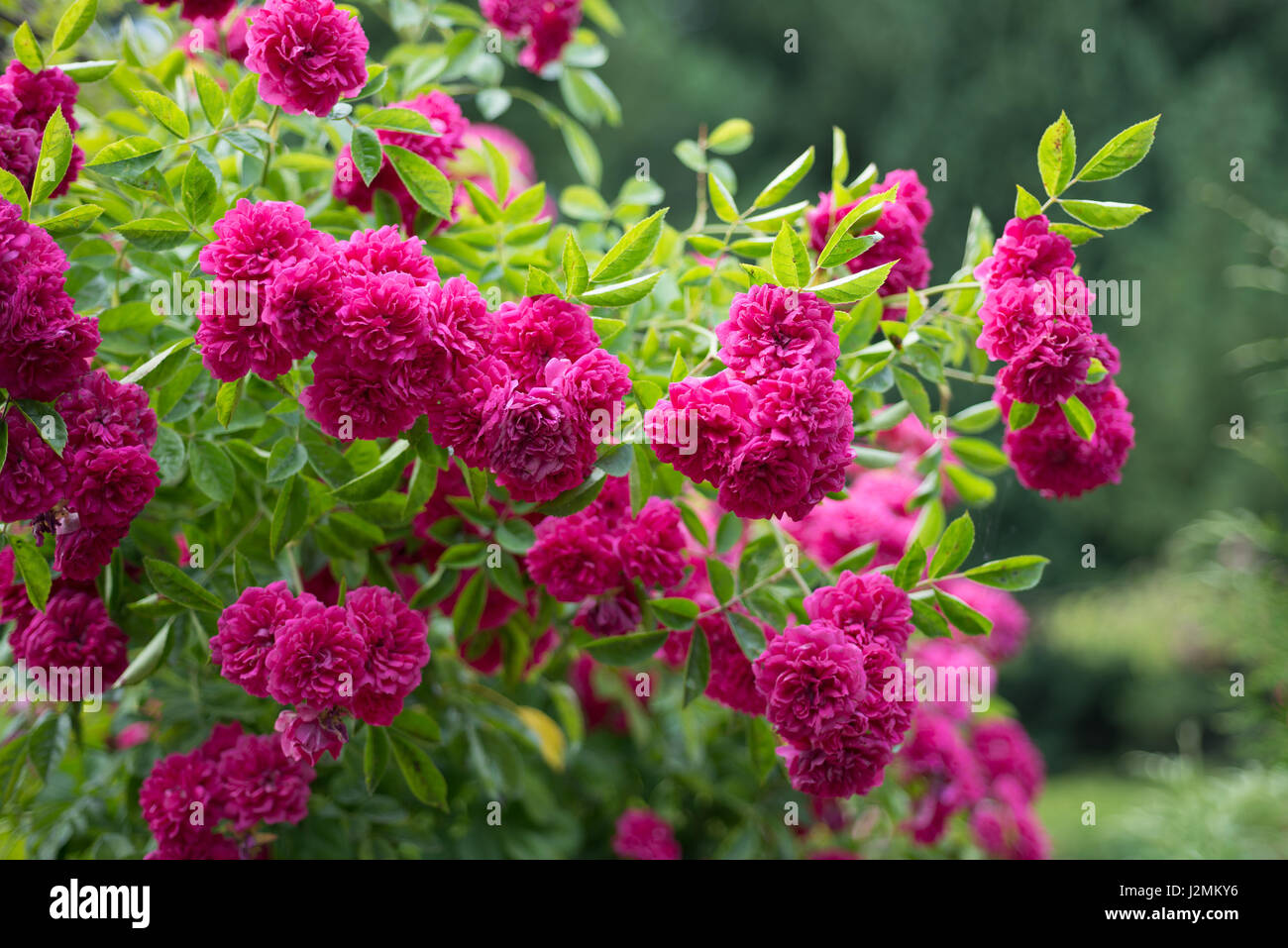 Climbing Pink Rose in the Garden Stock Photo - Alamy