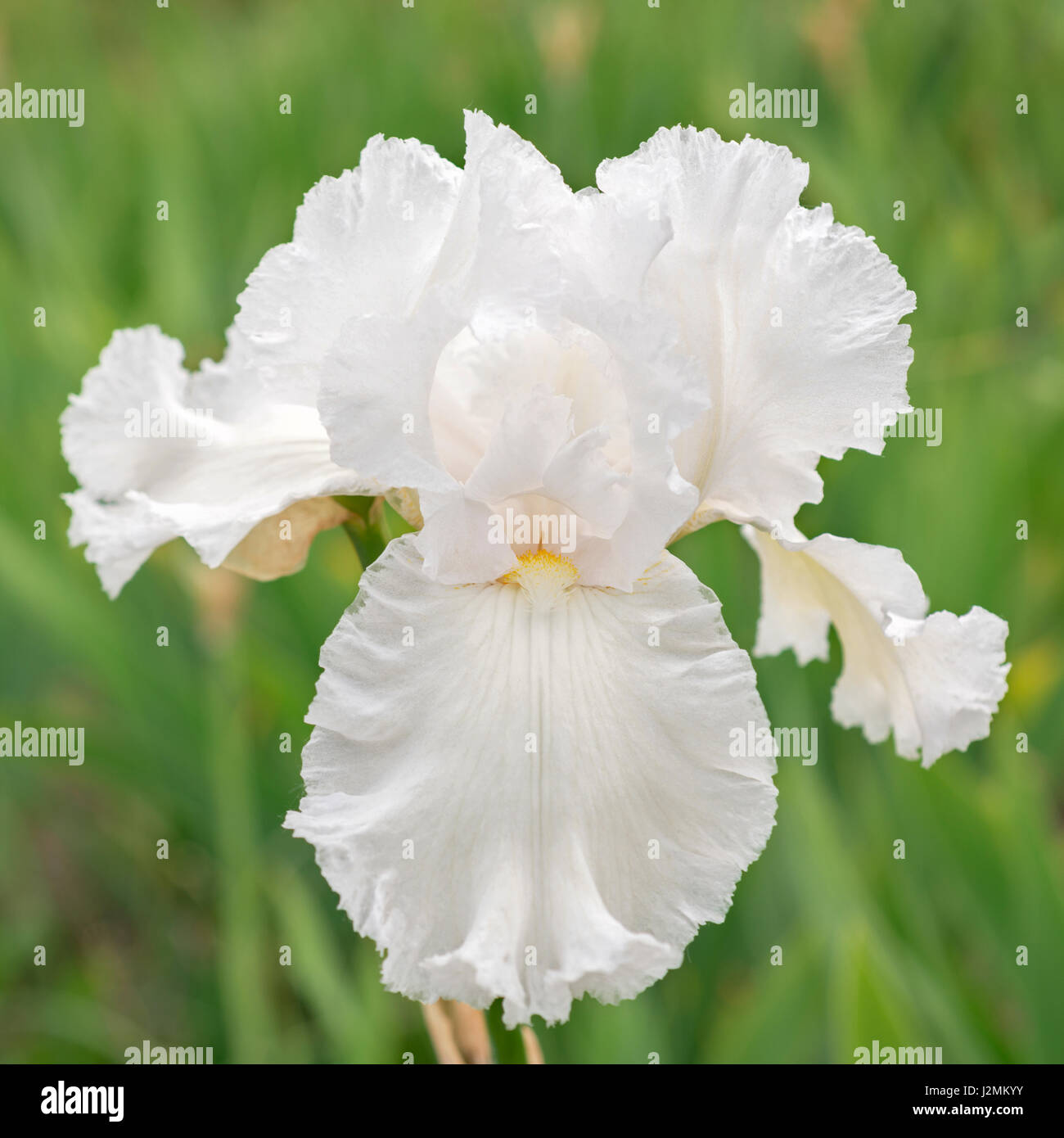 Flowers white irises in the garden Stock Photo - Alamy