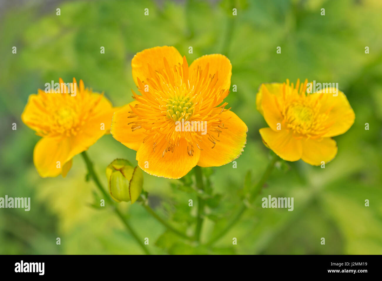 Flowers Trollius altaicus in nature Stock Photo - Alamy
