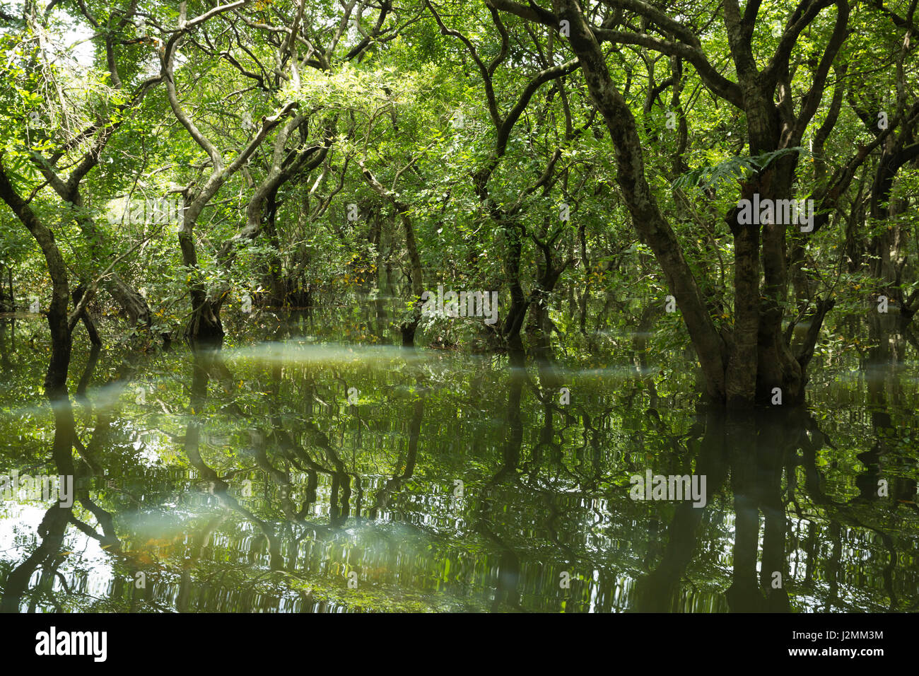 Ratargul fresh water swamp forest. It is a very interesting and ...