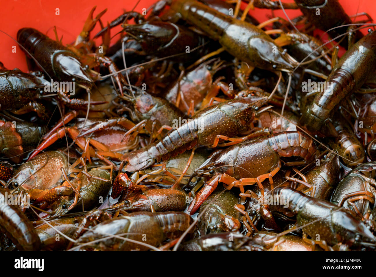 Mini lobster hi-res stock photography and images - Alamy