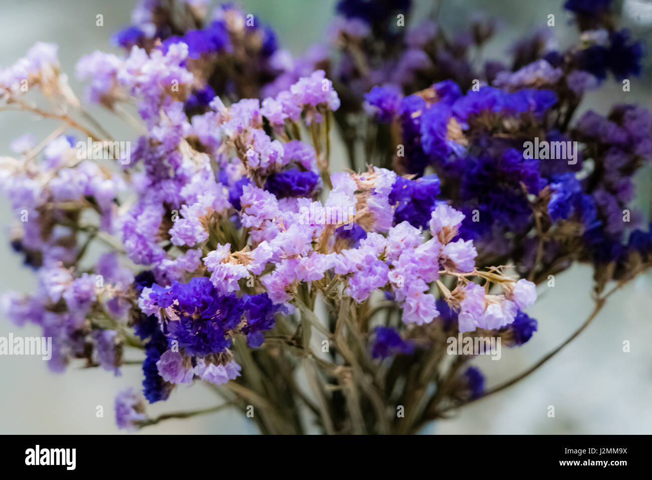 Purple statice flowers Stock Photo - Alamy