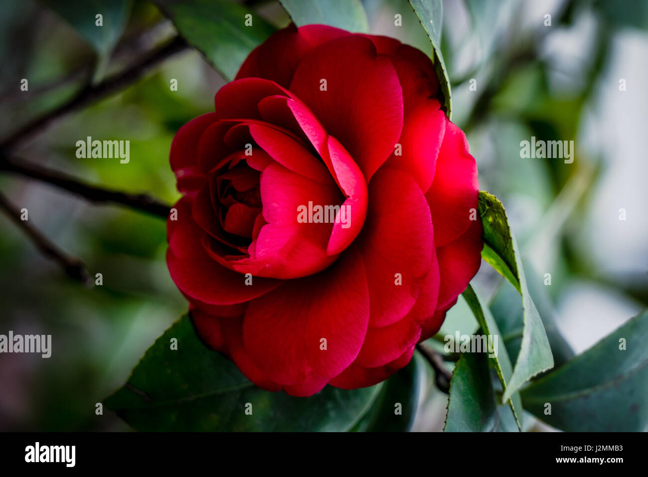 A red rose on the tree in the blurred background Stock Photo - Alamy