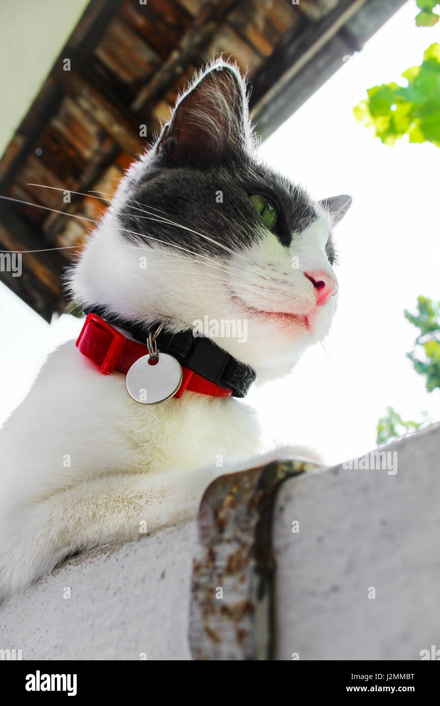 Resting gray domestic cat hi-res stock photography and images - Alamy