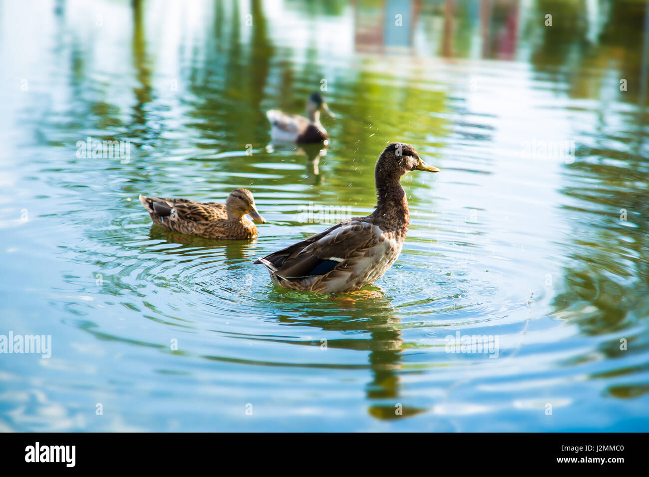 Ducks on lake Stock Photo - Alamy