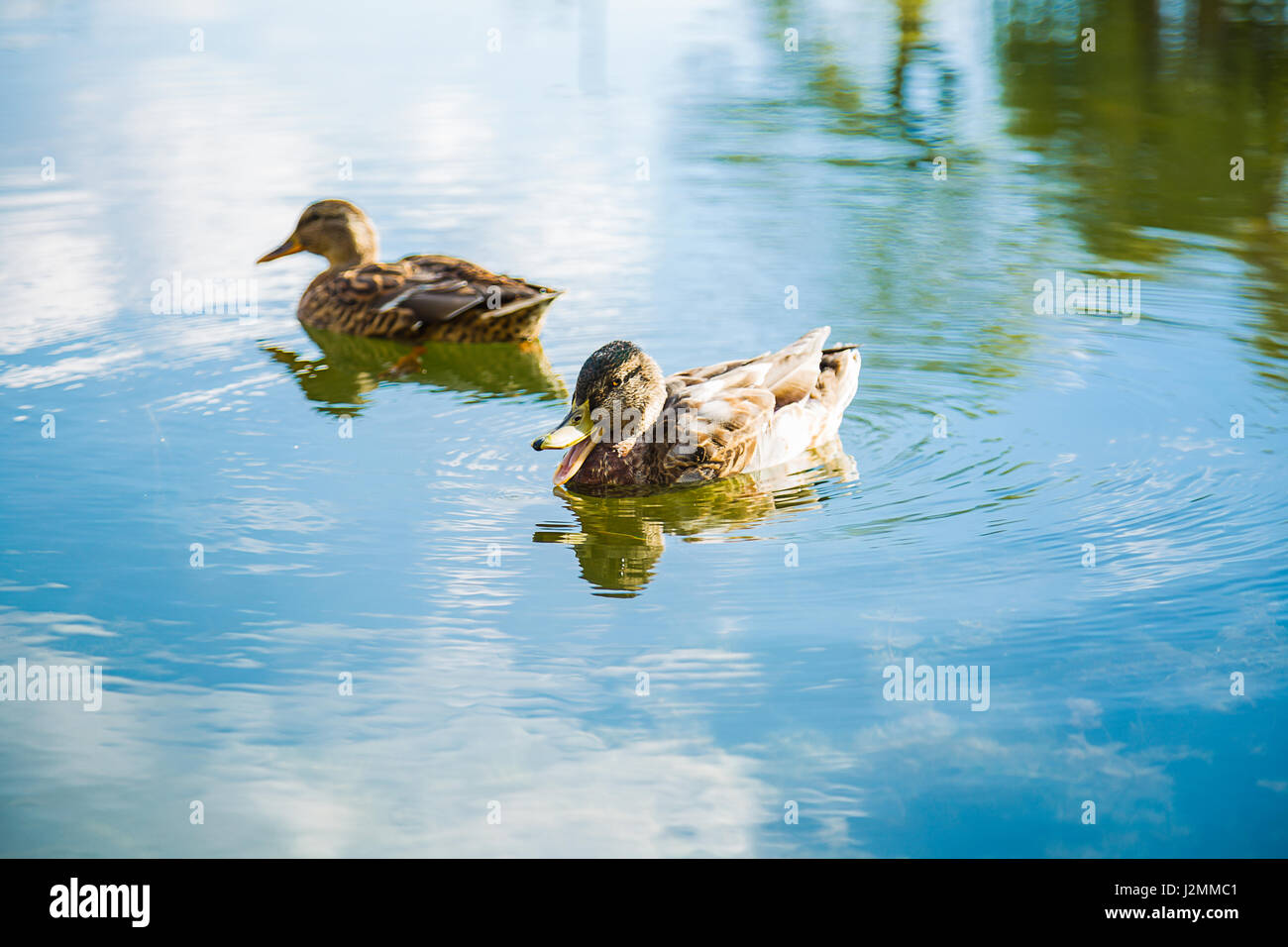 Ducks on lake Stock Photo - Alamy