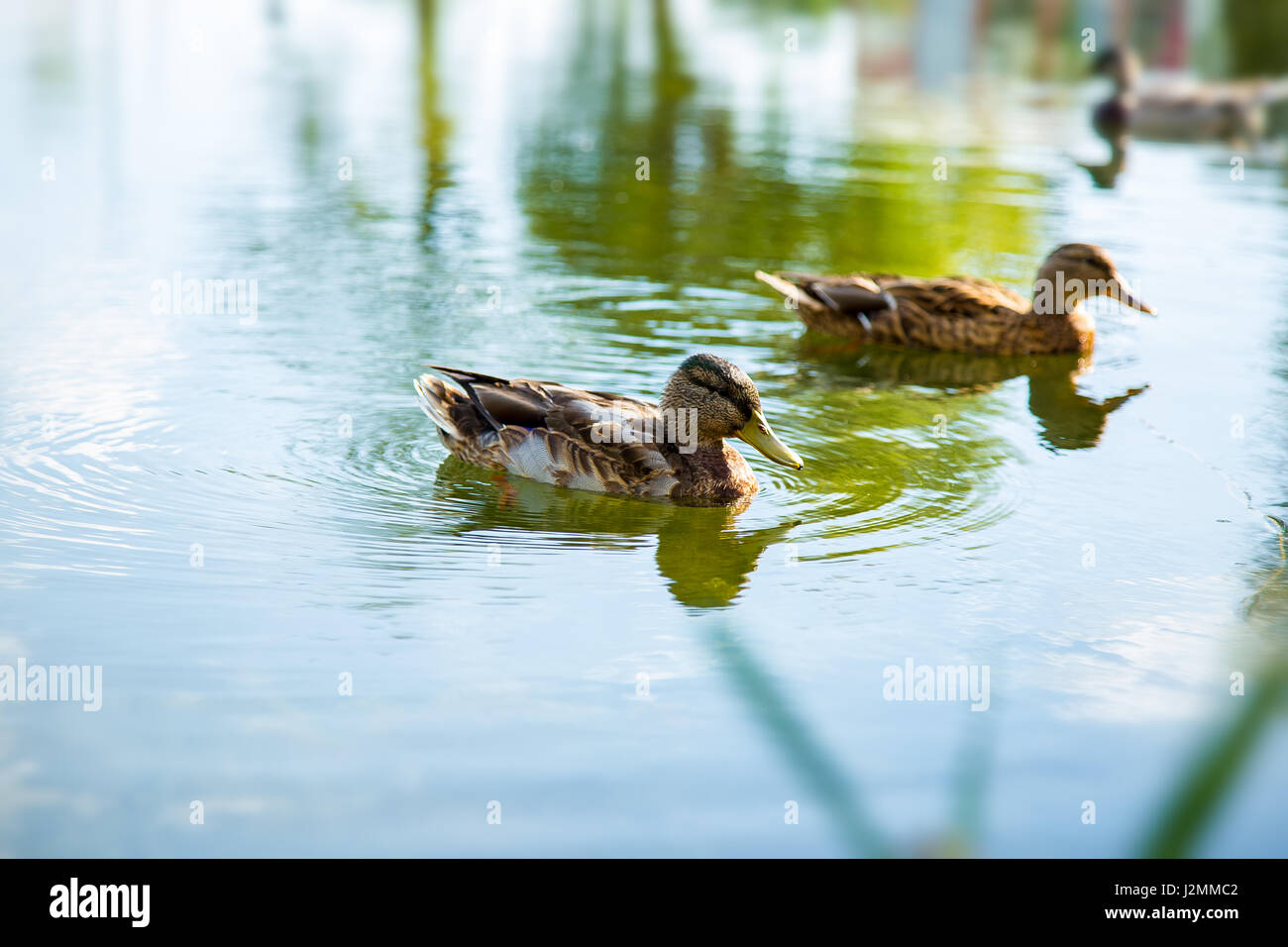 Ducks on lake Stock Photo - Alamy