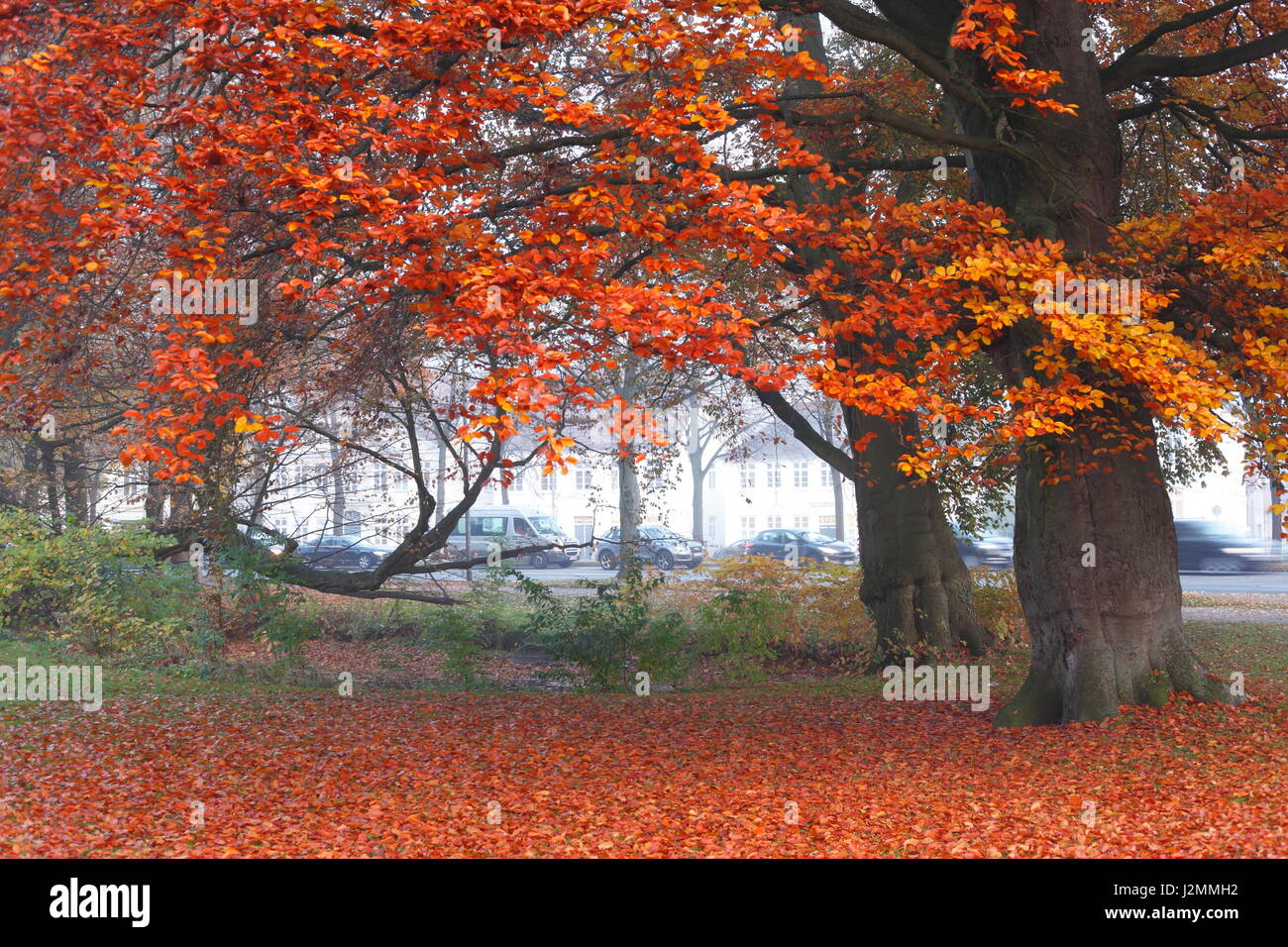 Red colored tree hi-res stock photography and images - Alamy