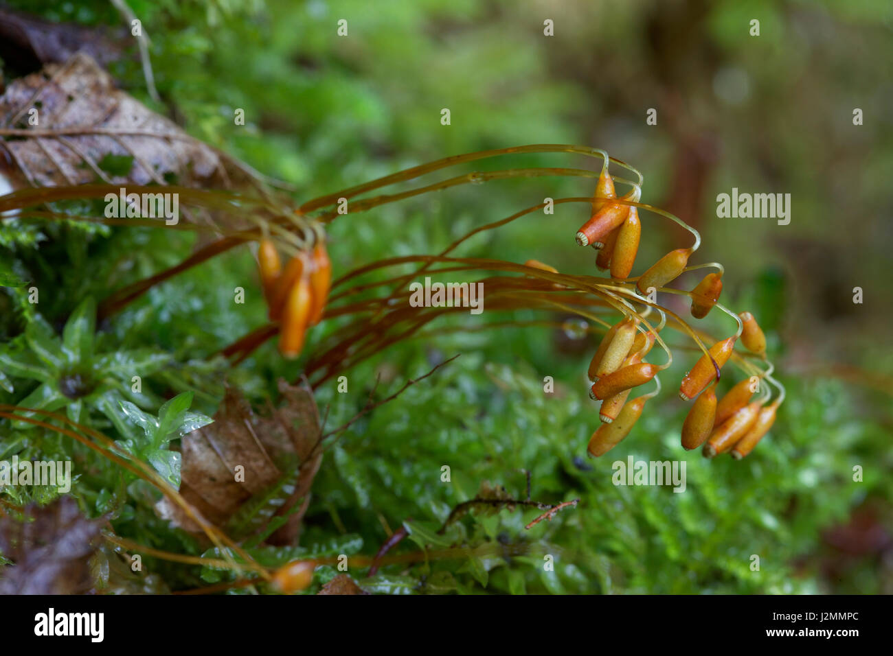 Moss with reproductive sporophytes (the tall, stalk-like forms Stock ...