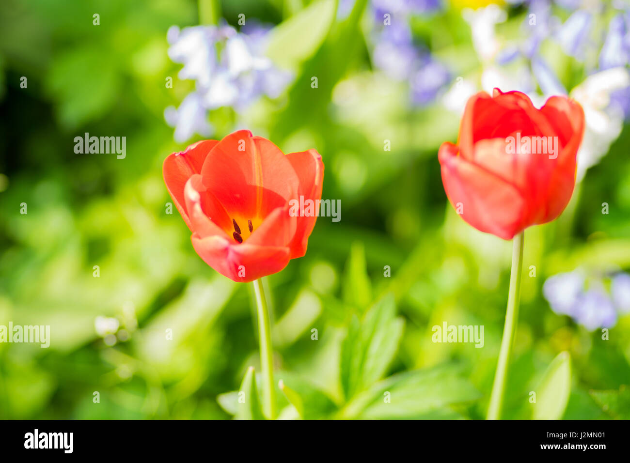 Red tulips center focus blur background Stock Photo - Alamy