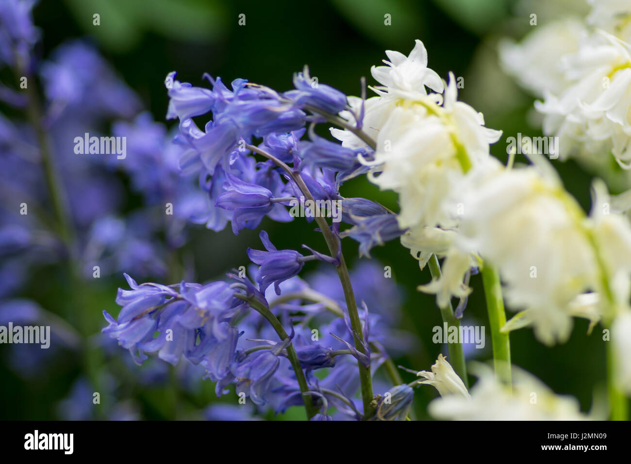 Bluebells and white bell flowers center focus blur background Stock ...