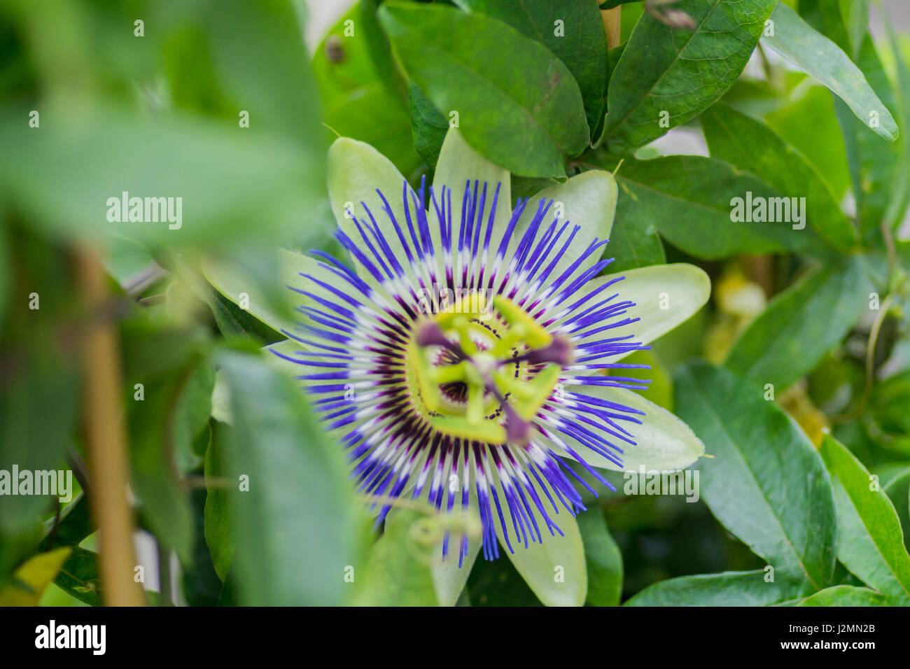 Passiflora caerulea blue petals center focus Stock Photo - Alamy