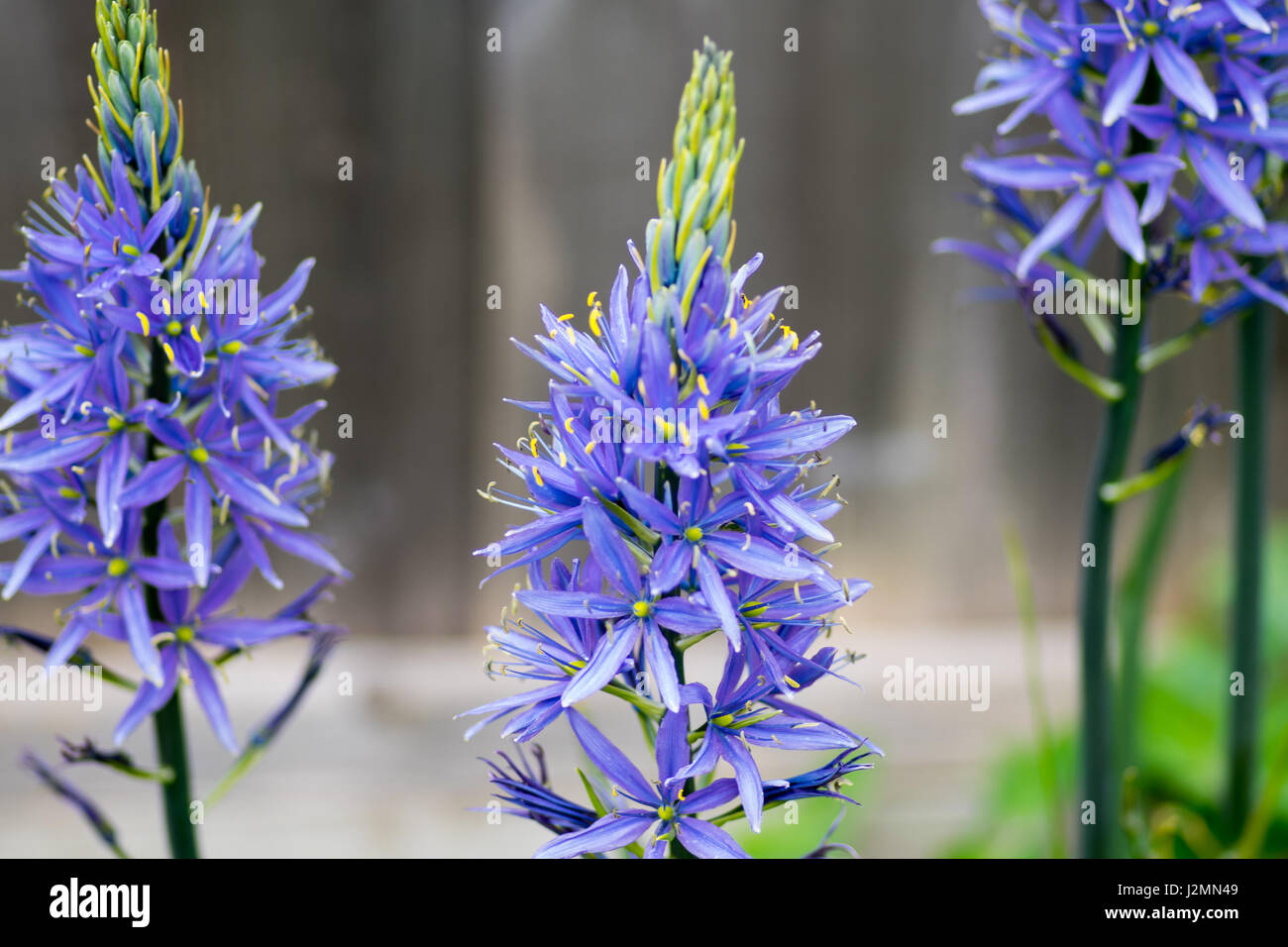 Blue flowers with center focus Stock Photo - Alamy