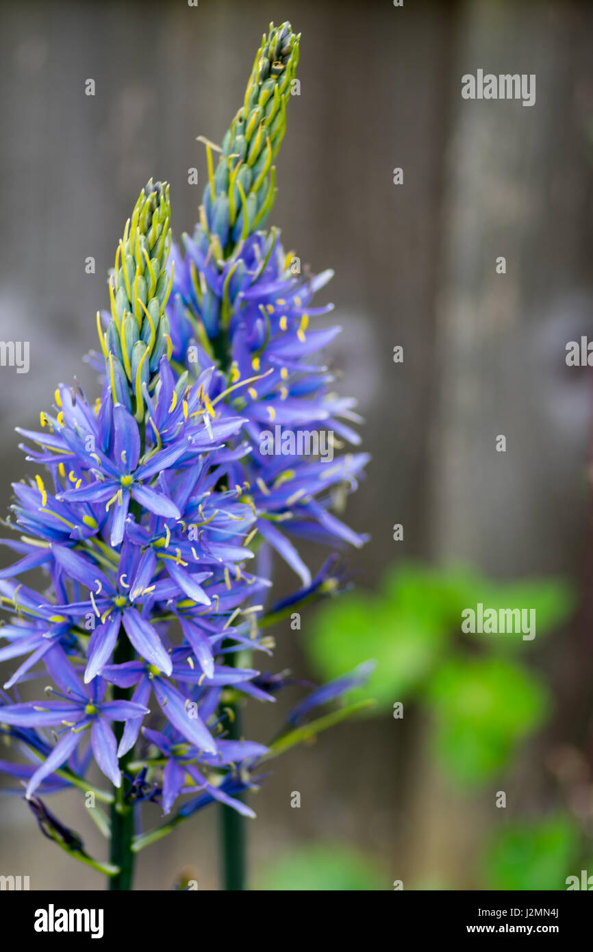 Blue flowers with center focus Stock Photo - Alamy