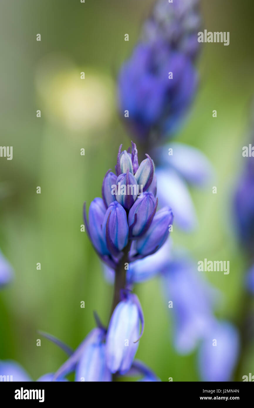 Blue flowers with center focus Stock Photo - Alamy