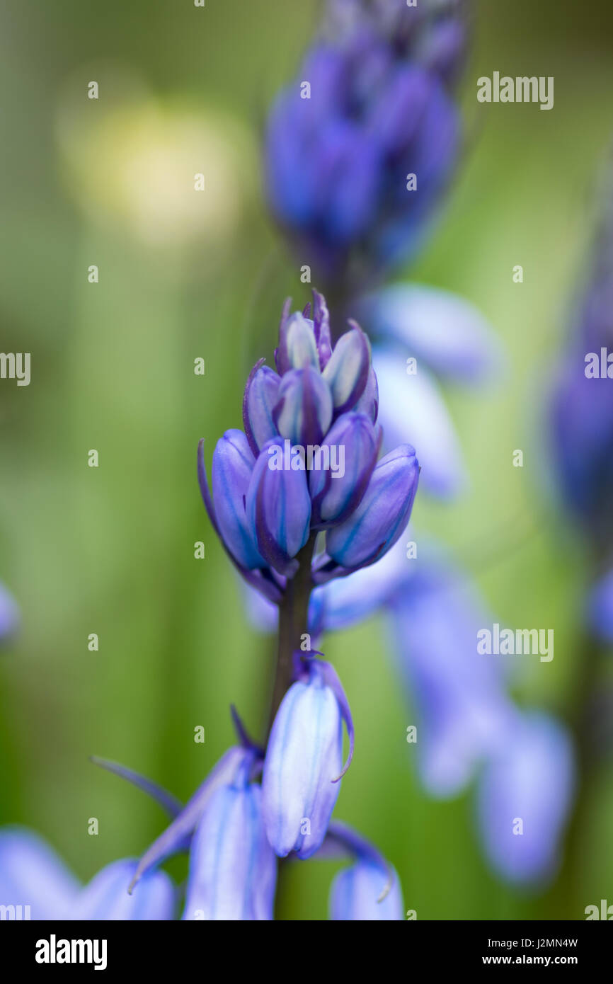 Blue flowers with center focus Stock Photo - Alamy