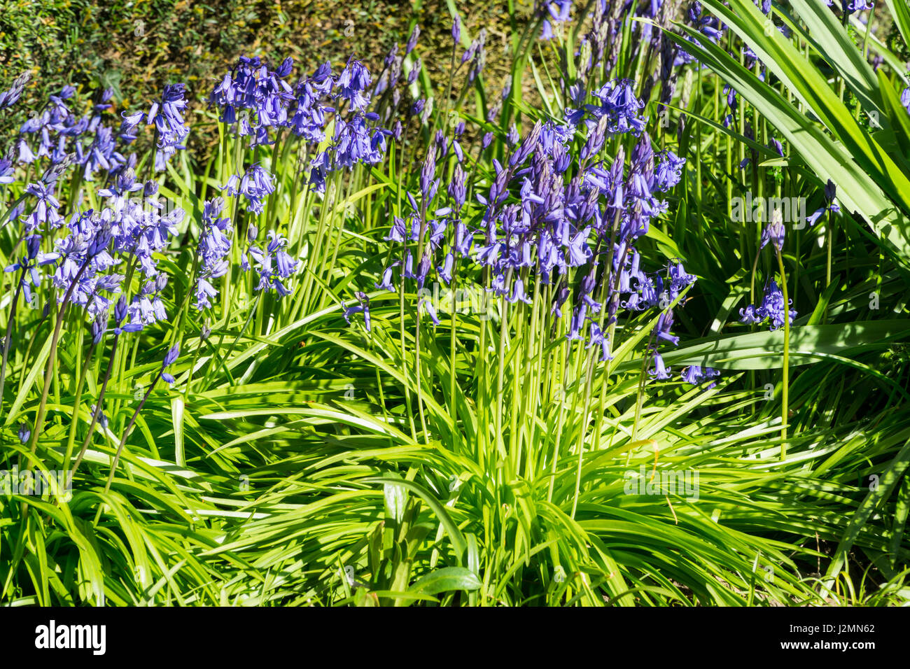 Flowers in a garden at springtime Stock Photo - Alamy