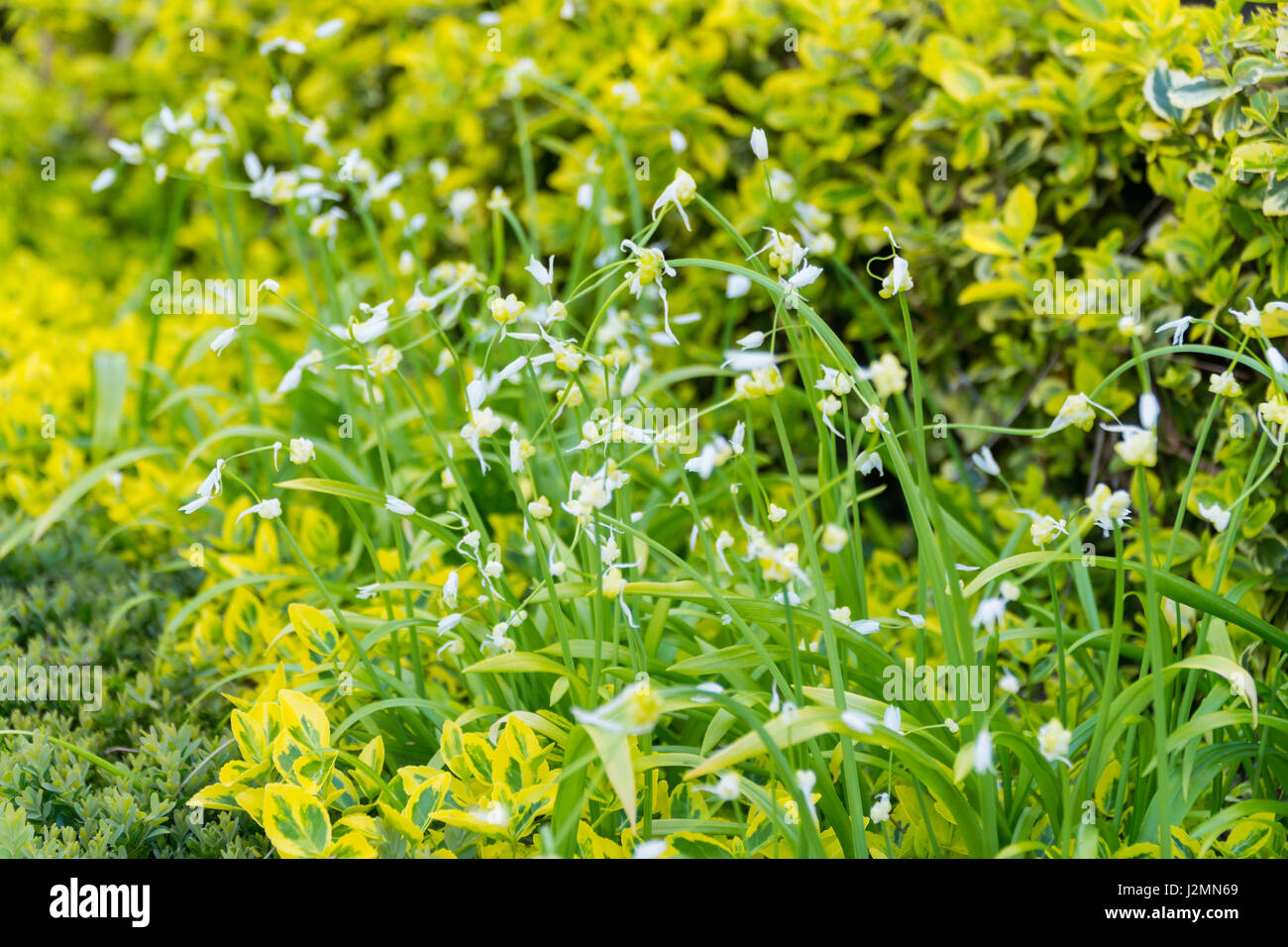Flowers in a garden at springtime Stock Photo - Alamy