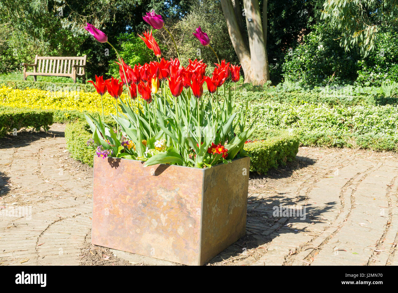Red tulips center focus blur background Stock Photo - Alamy