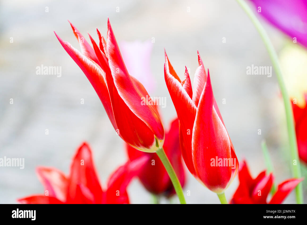Red tulips center focus blur background Stock Photo - Alamy